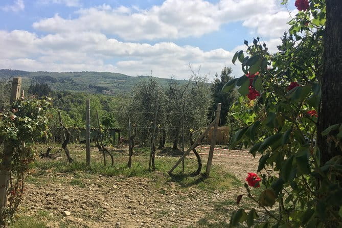 Sunset VIP Chianti wine tour - Who Will Love This Tour?