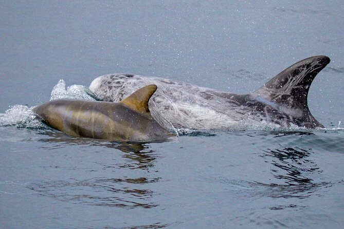 Sunset Whale Watch Tour in Monterey - Onboard Amenities and Services