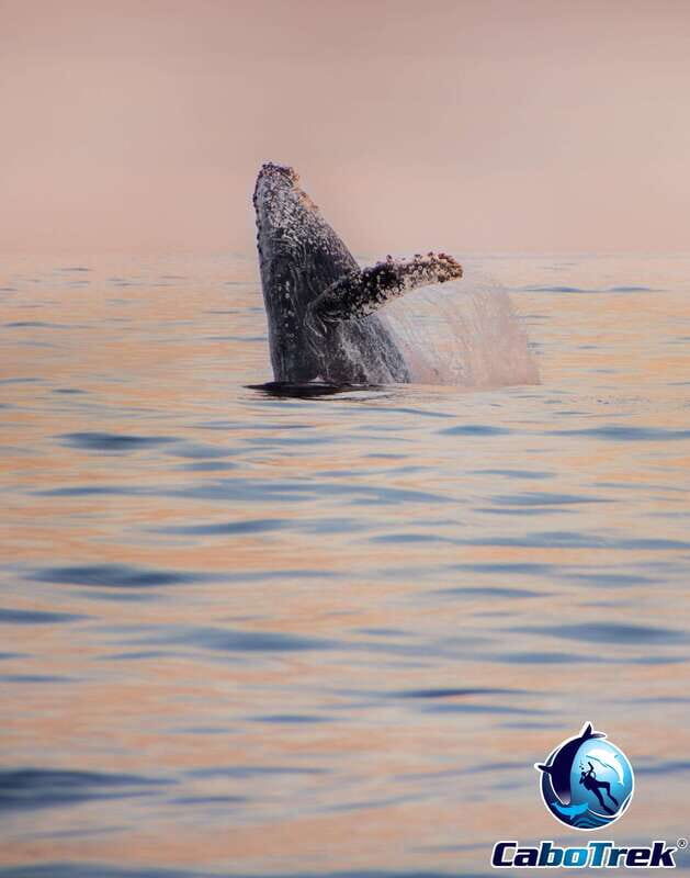 Sunset Whale Watching Cruise in Cabo San Lucas - Comfort, Group Size, and Practical Details