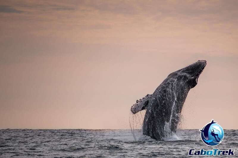 Sunset Whale Watching Cruise in Cabo San Lucas - Final Thoughts