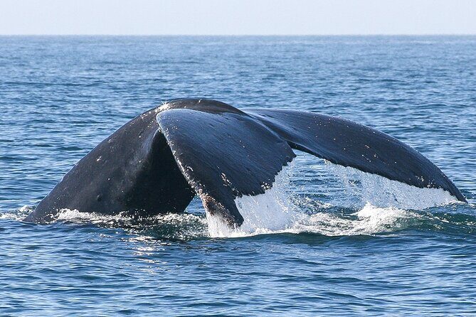 Sunset Whale Watching in San Jose del Cabo - Detailed Breakdown of the Experience