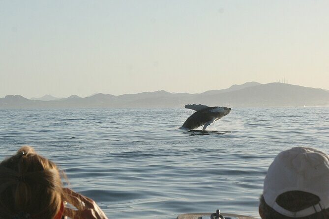 Sunset Whale Watching in San Jose del Cabo - The Experience’s Value