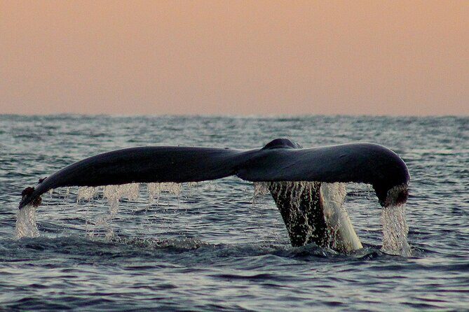 Sunset Whale Watching in San Jose del Cabo - Who Will Love This Tour?