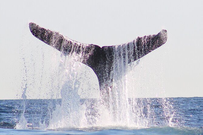 Sunset Whale Watching in San Jose del Cabo - FAQs