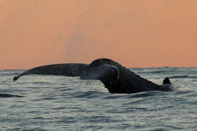 Sunset Whale Watching in San Jose del Cabo - Final Thoughts