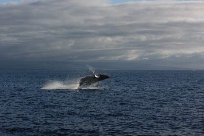 Sunset Whale Watching Shared Activity - A Thorough Exploration of the Sunset Whale Watching Tour
