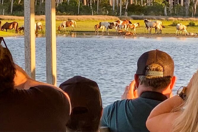 Sunset Wildlife Cruise Along Assateague & Chincoteague Island - Wildlife Spotting Opportunities