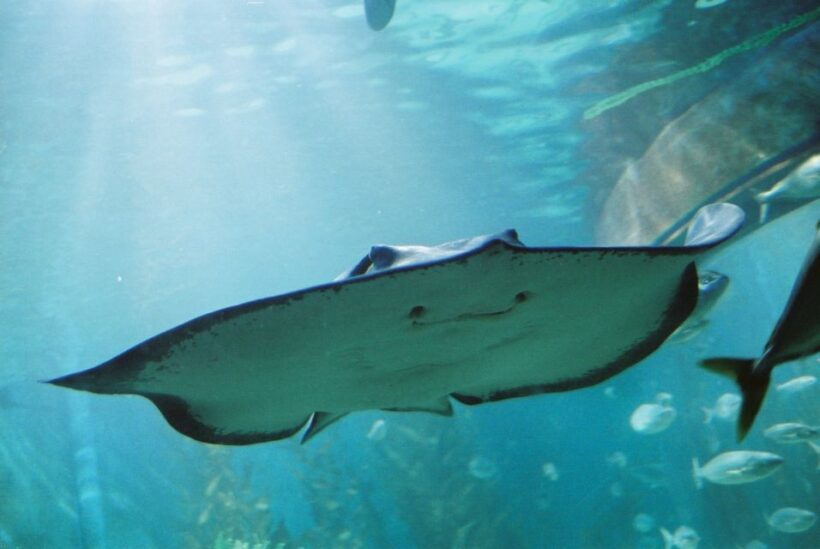 Sunshine Coast: SEA LIFE Sunshine Coast Entry Ticket - Who Should Visit?