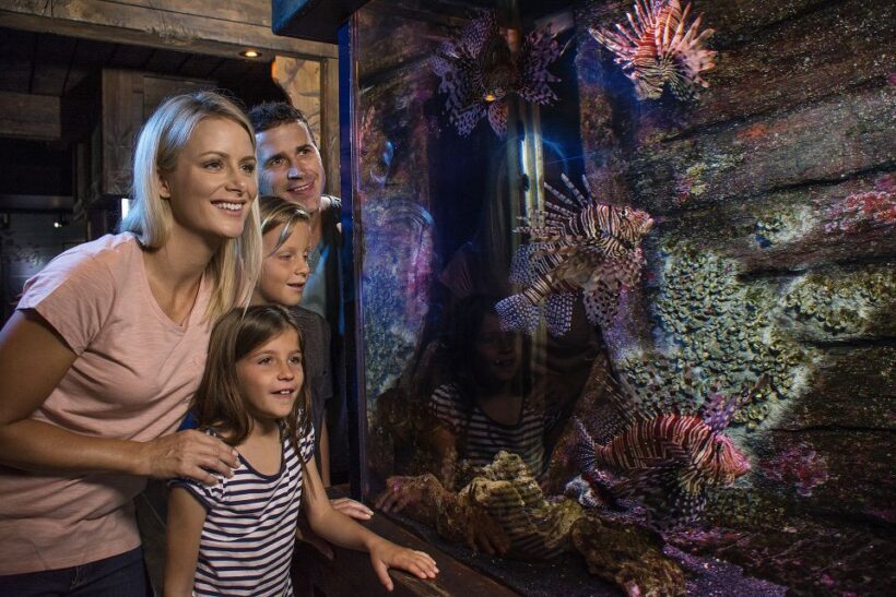 Sunshine Coast: SEA LIFE Sunshine Coast Entry Ticket - The Sum Up