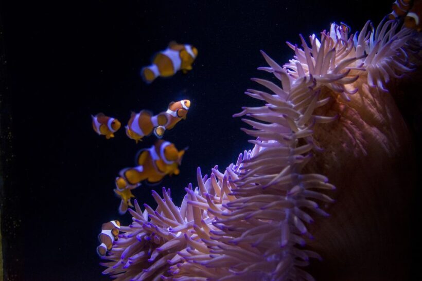 Sunshine Coast: SEA LIFE Sunshine Coast Entry Ticket - FAQ