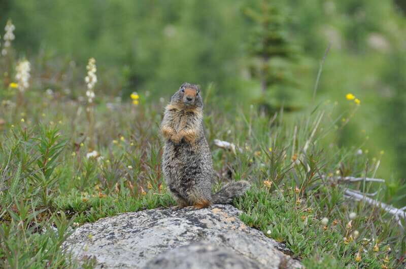 Sunshine Meadows Daily Guided Hike with Gondola - Exploring Sunshine Meadows: What Makes It Special?