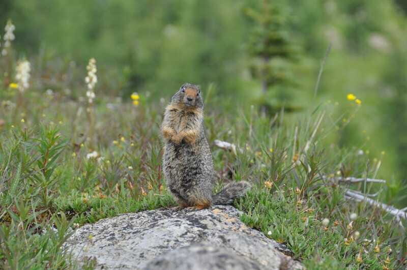 Sunshine Meadows Daily Guided Hike with Gondola - FAQ