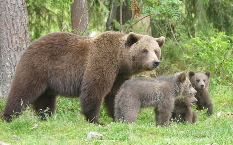 Suomussalmi, Finland: Bear Watching and photography night - Introduction
