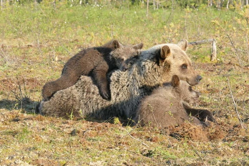 Suomussalmi, Finland: Bear Watching and photography night - Analyzing the Value