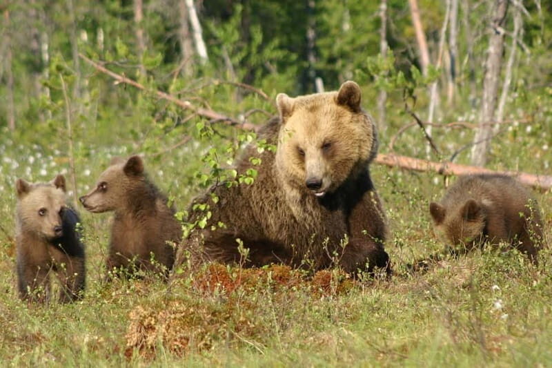 Suomussalmi, Finland: Bear Watching and photography night - Final Thoughts
