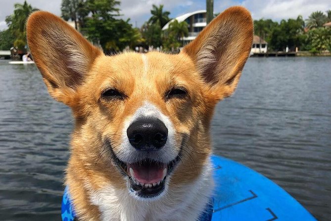 SUP PUP Paddleboard Tour - Frequently Asked Questions