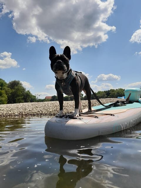 SUP Station Würzburg: SUP board rental, courses, training directly on the Main - The Experience and Equipment