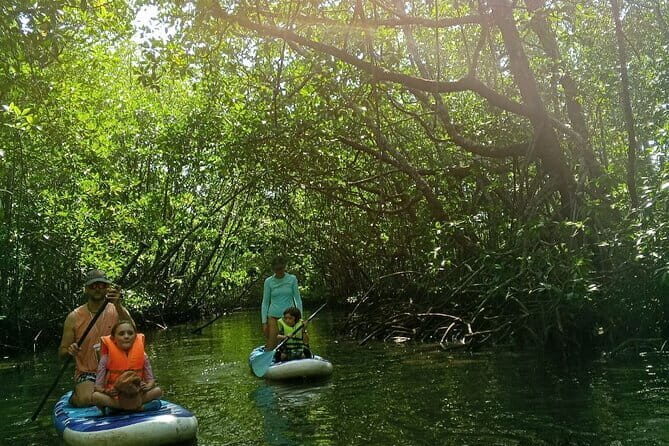 SUP Tour in Mangrove Forest of Koh Rong Sanloem - Exploring Koh Rong Sanloem’s Mangrove Forests by SUP