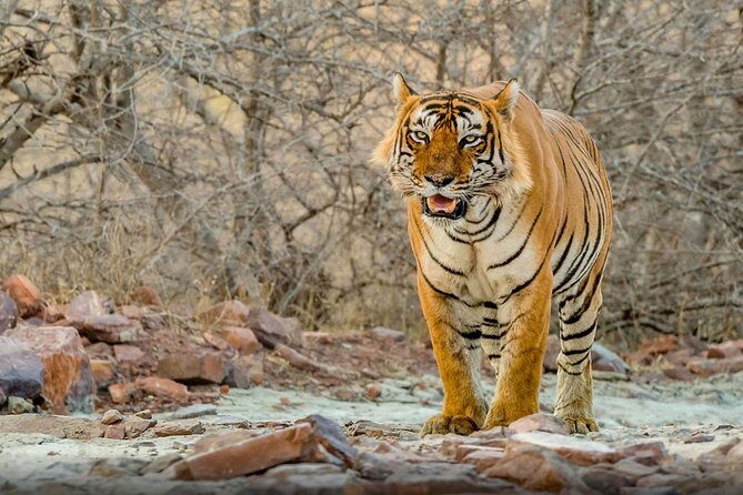 Super Luxury Great golden triangle with Ranthambhore & Rajasthan tour with Hotel - Key Points