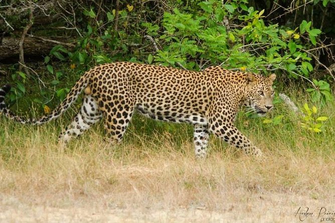 Super Luxury Jeep Safari at Yala National Park - Final Thoughts