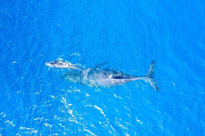 Super Raft - Private Charter Maui 3 Hour Snorkel to Coral Gardens or Molokini - Who Should Consider This Tour?