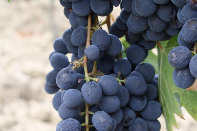 Super Tuscan & IGT wines, Evo Oil & Balsamic Vinegar Tasting - Why This Experience Stands Out