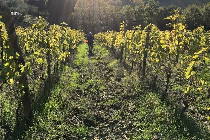 Super Tuscan & IGT wines, Evo Oil & Balsamic Vinegar Tasting - FAQ