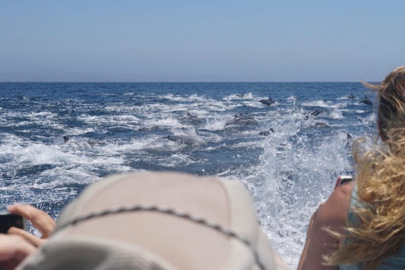 Superior 2hr Private Whale & Dolphin Watching Newport Beach - The Itinerary: Whats Included and What to Expect