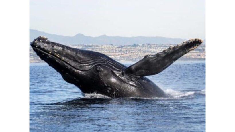 Superior 2hr Private Whale & Dolphin Watching Newport Beach - The Marine Wildlife: Close Encounters Guaranteed