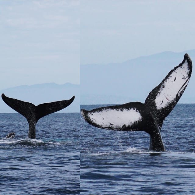 Superior 2hr Private Whale & Dolphin Watching Newport Beach - Who Should Consider This Tour?