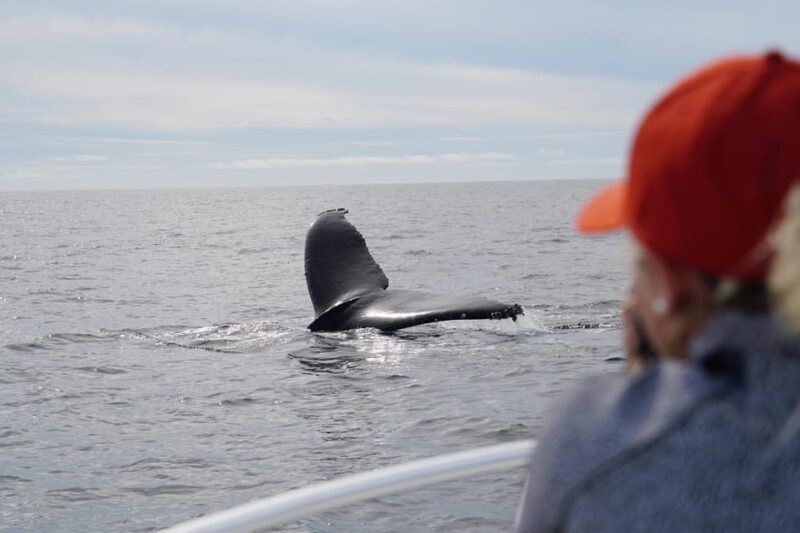 Superior 2hr Private Whale & Dolphin Watching Newport Beach - The Itinerary: What to Expect