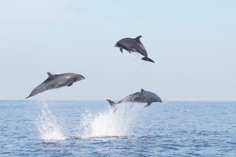 Superior 2hr Private Whale & Dolphin Watching Newport Beach - What’s Included and What to Bring