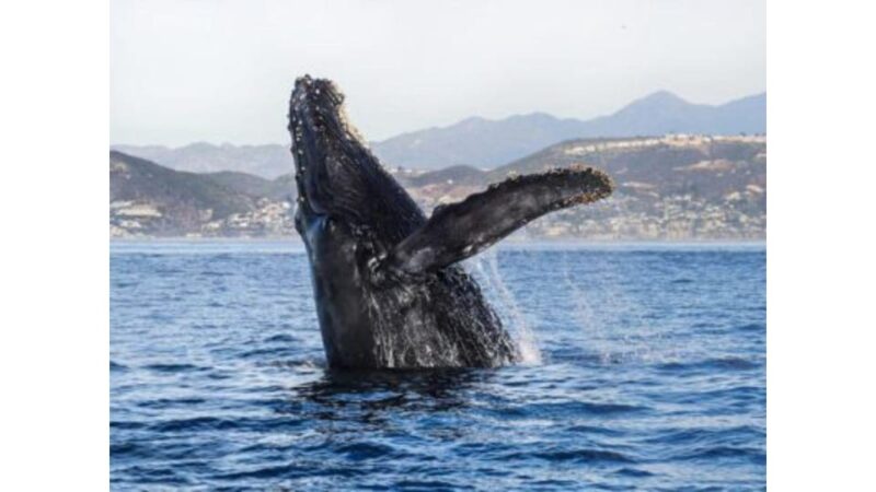 Superior 2hr Private Whale & Dolphin Watching Newport Beach - The Value in the Price