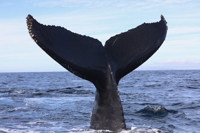 Supreme 2hr Whale/Dolphin Watching Newport Beach, 6 person max - The Itinerary in Detail