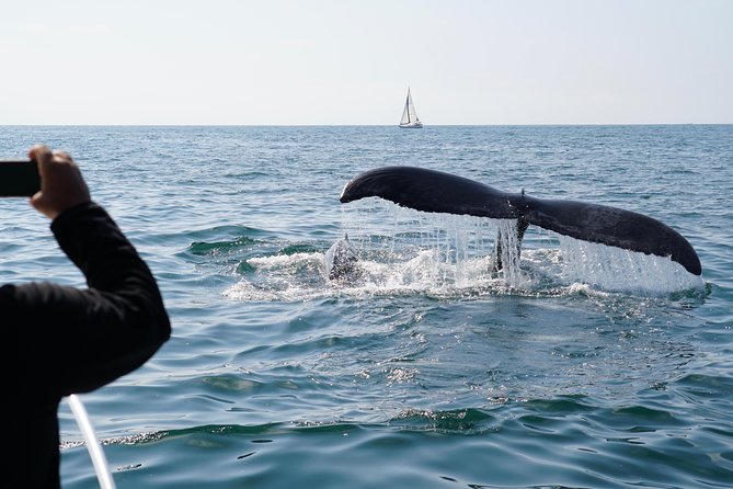 Supreme 2hr Whale/Dolphin Watching Newport Beach, 6 person max - The Real Experience of the Tour, Based on Reviews