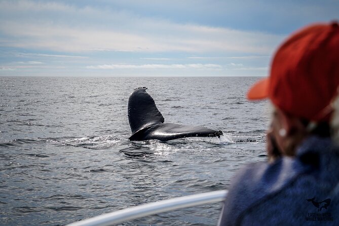 Supreme 2hr Whale/Dolphin Watching Newport Beach, 6 person max - FAQs