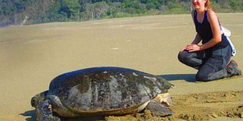 Surabaya : 4 Days Mt Bromo Ijen & Sukamade Turtle Drop Bali - Key Points