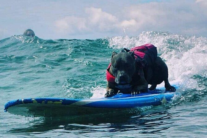 Surf with a Service Animal - The Value of This Experience