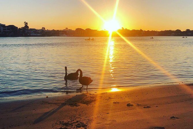 Surfers Paradise Sunset Kayak Tour - Practical Tips for Participants