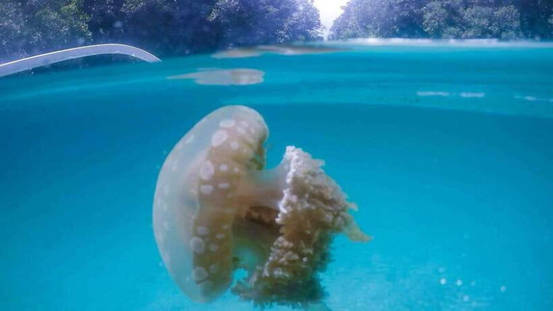 Surigao/Siargao: Sohoton Cove Tour with Lunch and Pickup - Key Points