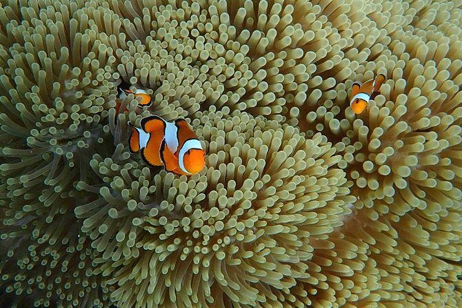 Surin Islands 3 Days 2 Nights Trip from Phuket - FAQ
