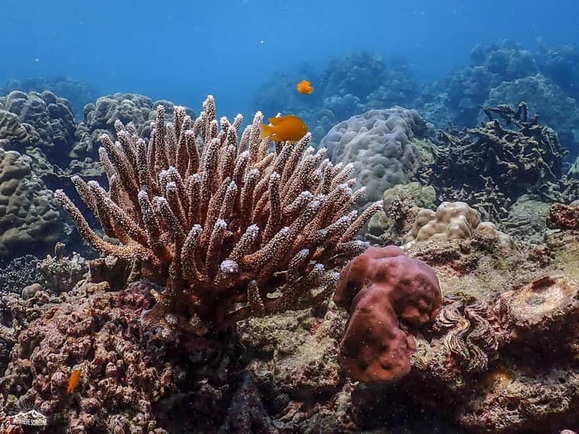Surin Islands: Diving Day Trip from Khao Lak - Introduction: What Makes This Tour Stand Out?