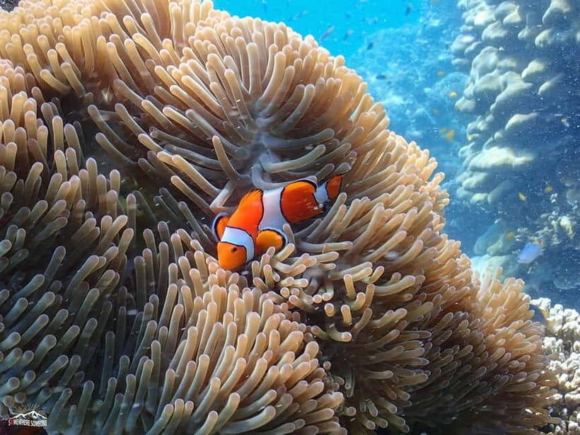 Surin Islands: Diving Day Trip from Khao Lak - Marine Life Encounters: What You Might See