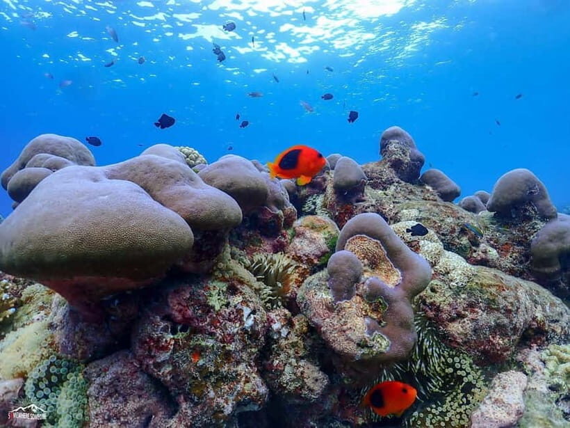 Surin Islands: Diving Day Trip from Khao Lak - The Boat and Facilities: Comfort Matters