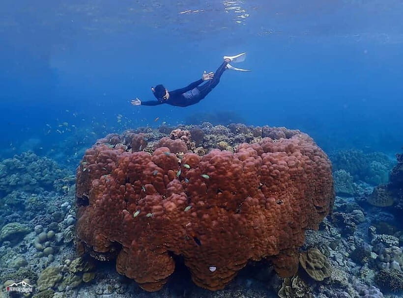 Surin Islands: Diving Day Trip from Khao Lak - Who Should Consider This Tour?