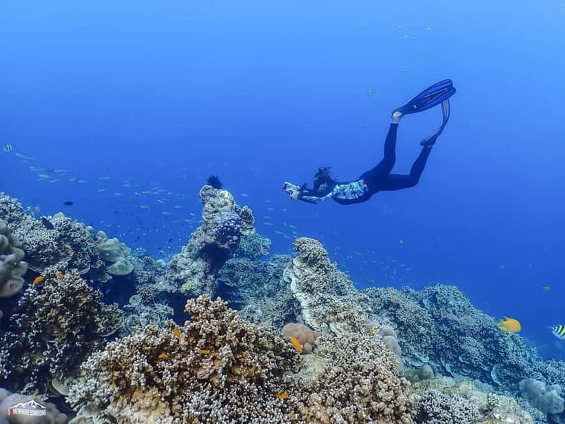 Surin Islands: Diving Day Trip from Khao Lak - The Sum Up