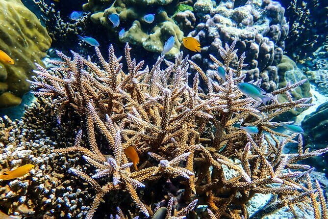 Surin Islands Overnight Beach Camping and Snorkeling Adventure - Authentic Experiences and Unmissable Highlights