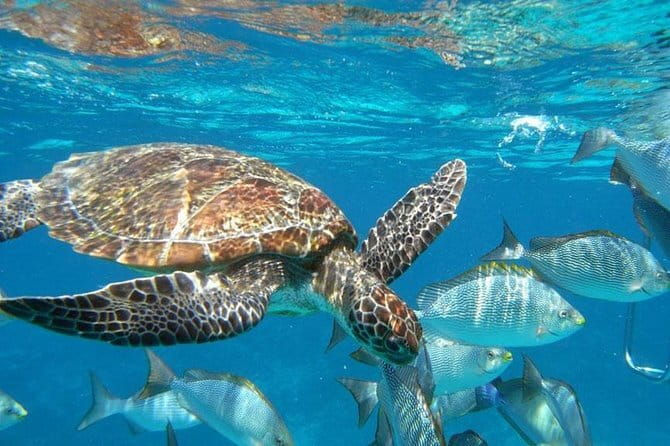 Surin Islands Snorkel Tour by SeaStar Andaman from Khao Lak - Who Should Do This Tour?
