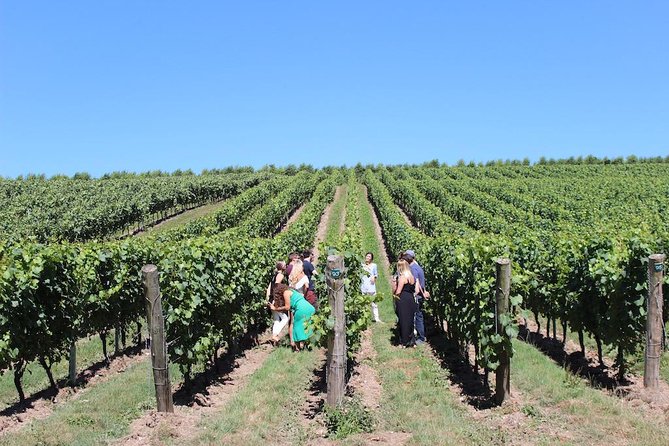 Sussex Vineyard & Winery Bus Tour on Iconic Vintage London Bus - Traversing the Scenic South of England Countryside