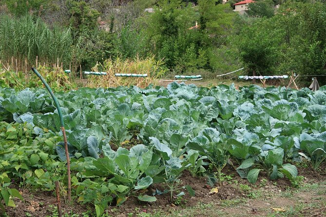 Sustainbable Cooking Class, Explore a Mountainous Village - Exploring the Mountainous Village